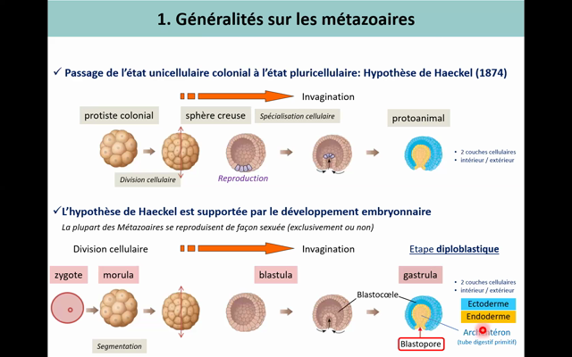 MediaPOD - Classification Des Métazoaires 1