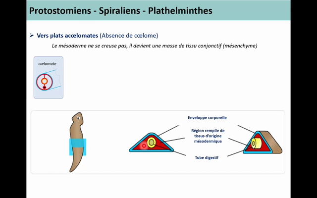 MediaPOD - Classification Des Métazoaires 2