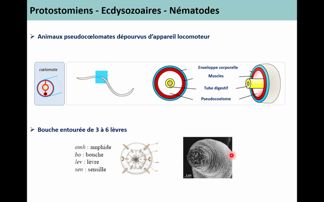 MediaPOD - Classification Des Métazoaires 3